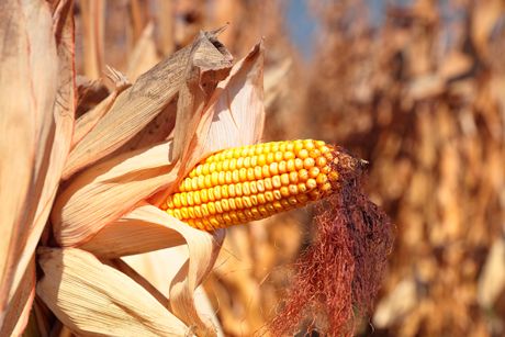 Mais - gesundes Getreide mit Heilwirkung: Inhaltsstoffe, Wirkung und ...