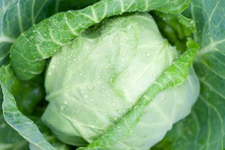 Weißkraut als Heilpflanze: Wissenswertes, Inhaltsstoffe, Anwendung und ...